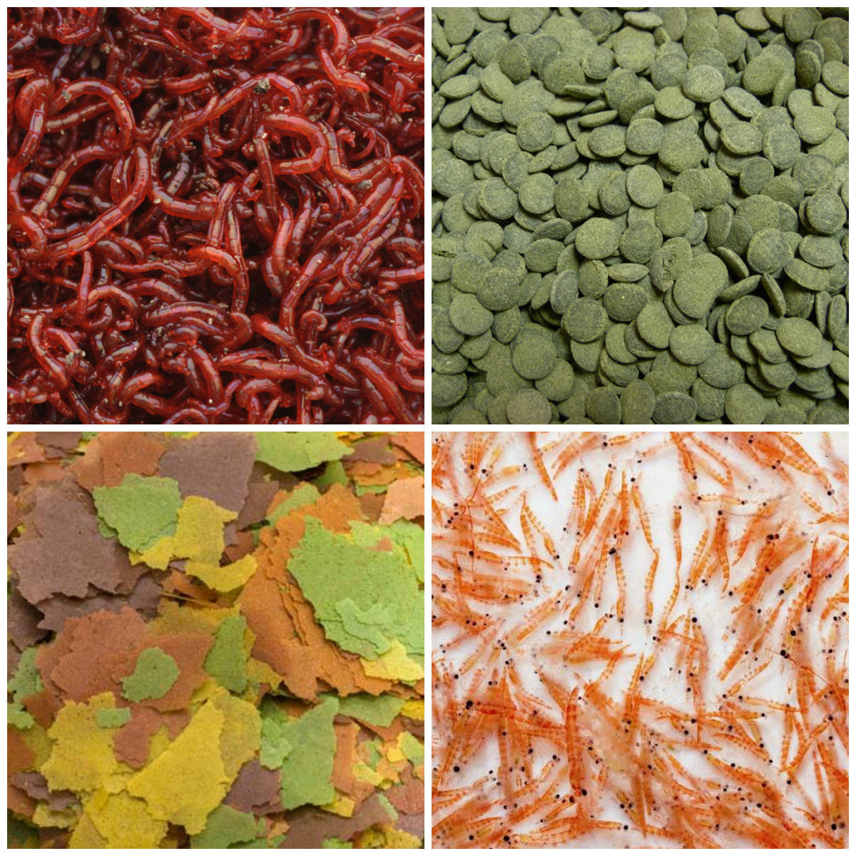 The Importance of a Varied Diet for Freshwater Fish (Part 2)