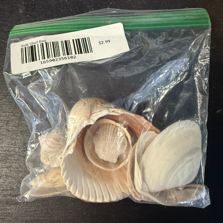 Bagged Bulk Shell - Multiple - Grandville, MI - Blue Fish Aquarium