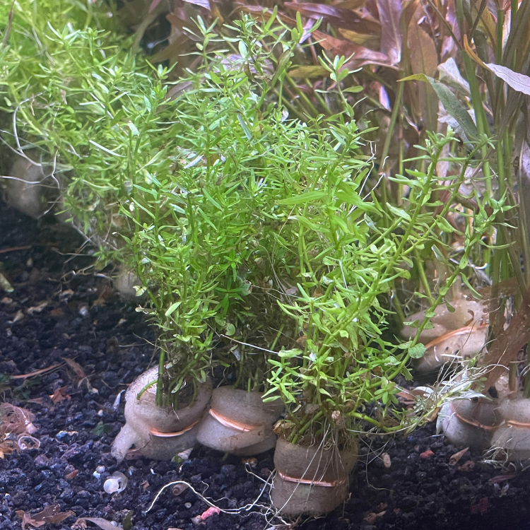 Rotala rotundifolia "Green" - FW Live Plant, Stem - Grandville, MI ...