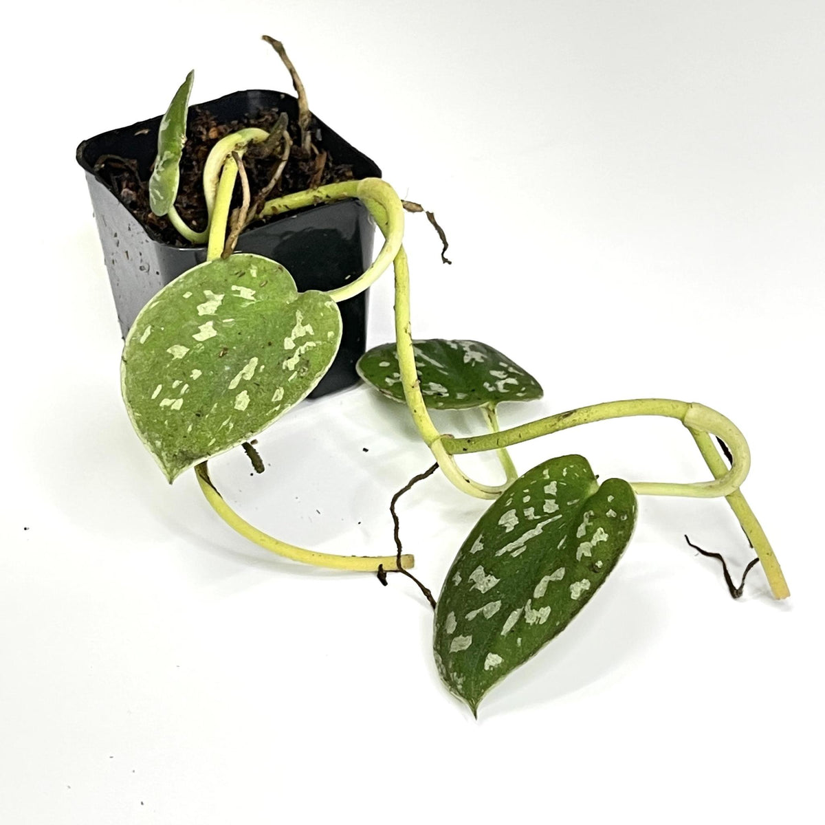 Scindapsus pictus 'Satin Pothos' - Terrarium Plant (NO GUARANTEE ...