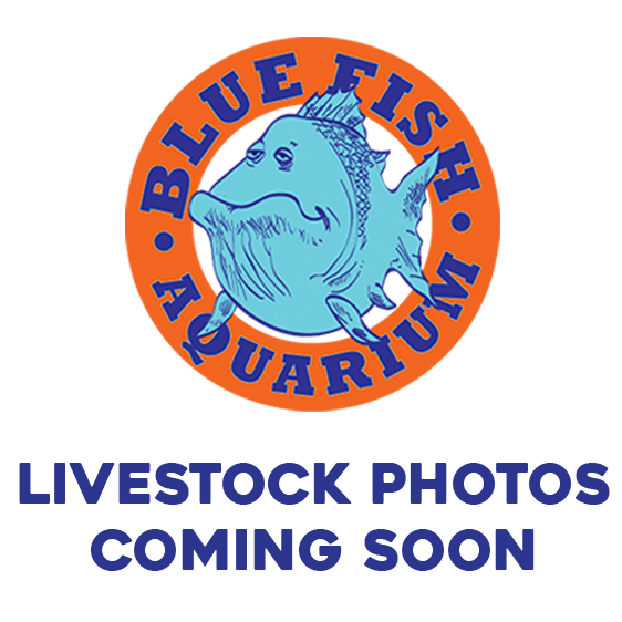 Daisy's / Daisy's Blue / Red Flame / Neon Ricefish / Woworae Killi - R