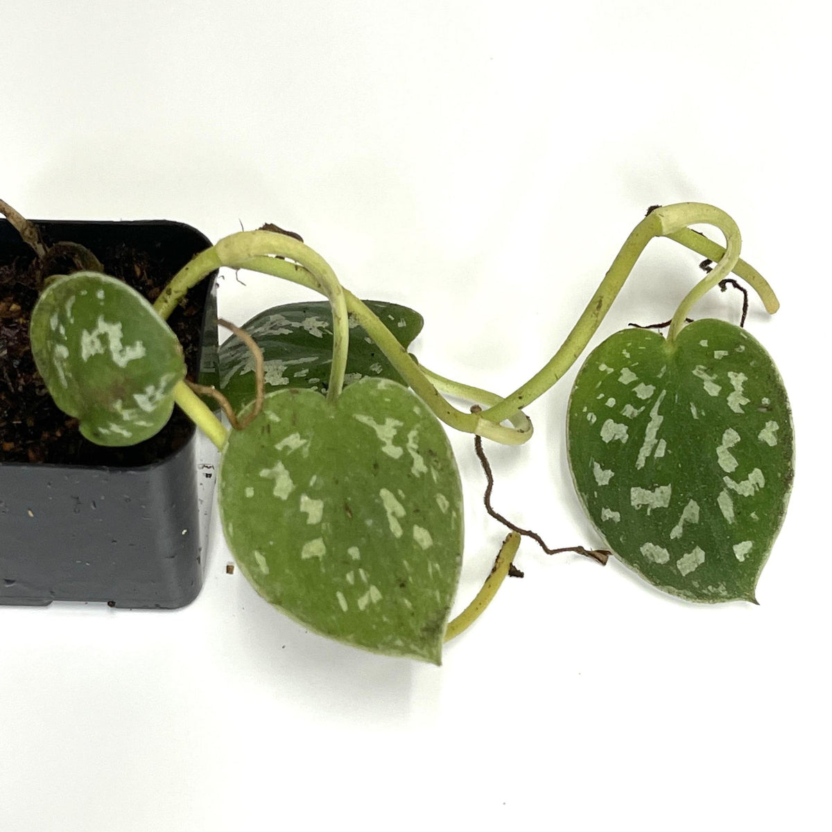 Scindapsus pictus 'Satin Pothos' - Terrarium Plant (NO GUARANTEE ...
