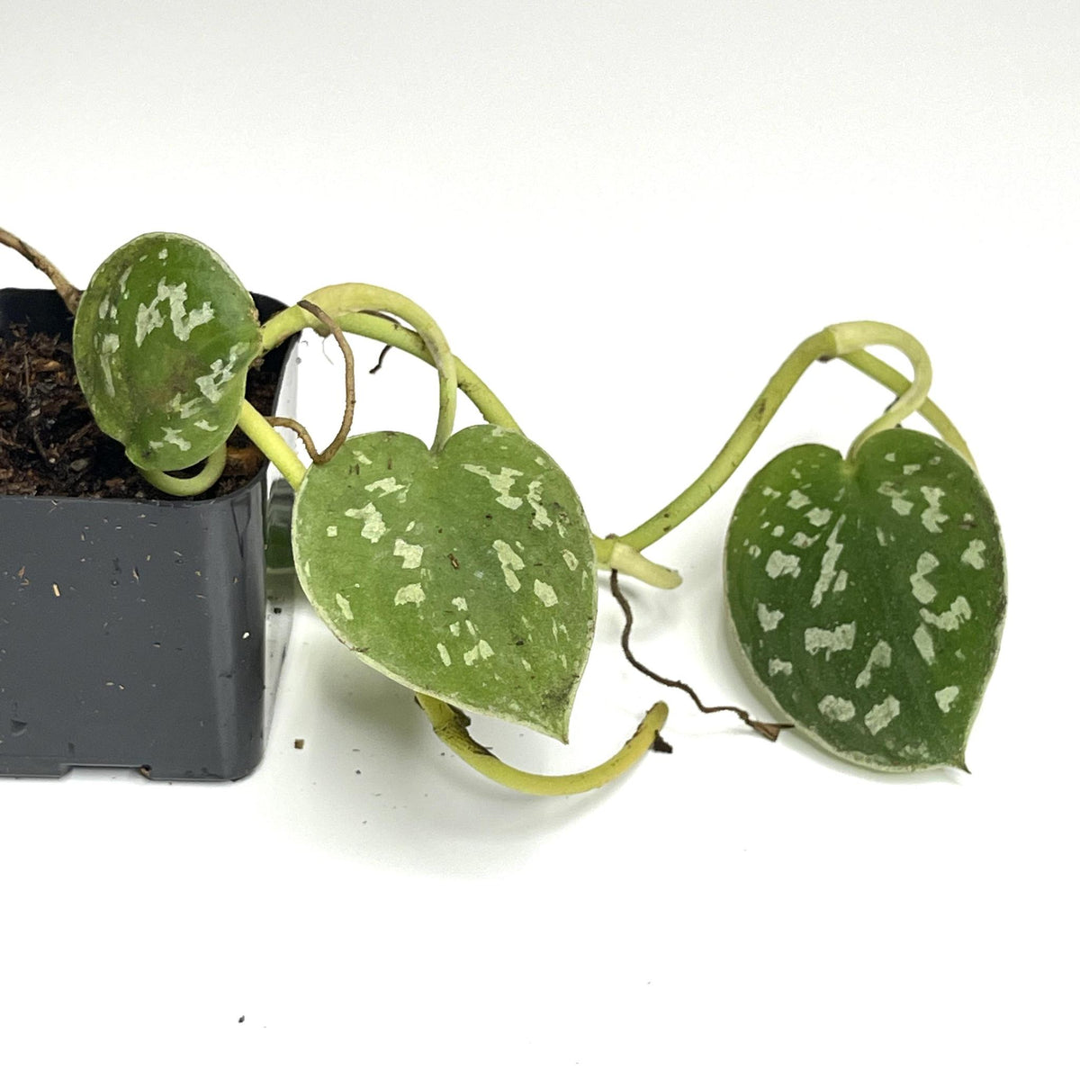 Scindapsus pictus 'Satin Pothos' - Terrarium Plant (NO GUARANTEE ...