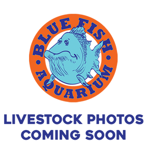 Serpae Tetra - Regular