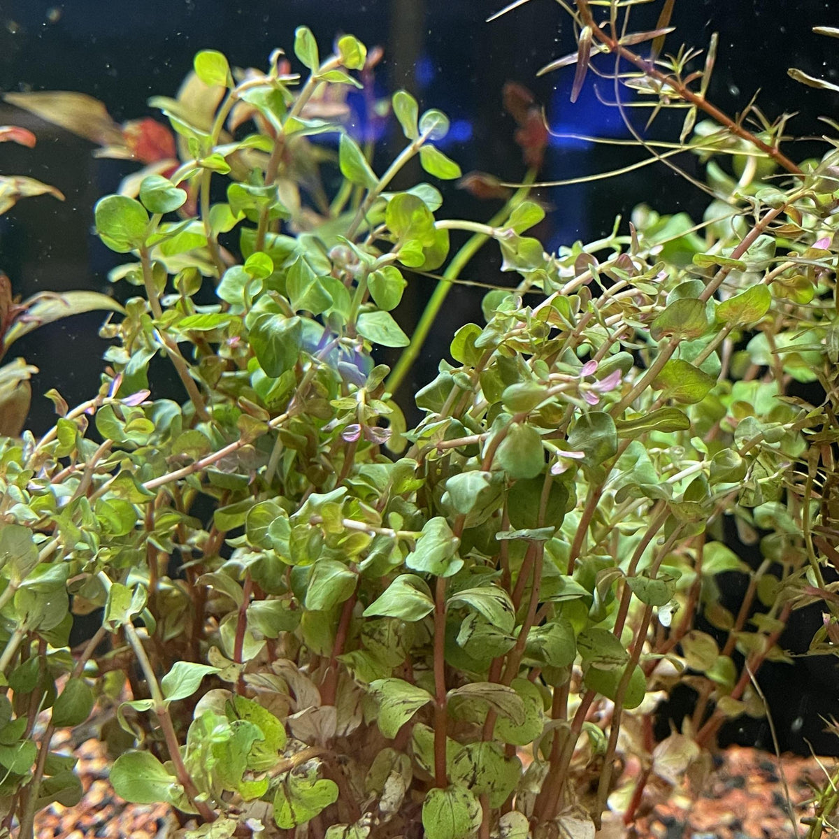 Rotala macrandra 'Yellow' - FW Live Plant, Stem - Grandville, MI - Blue ...