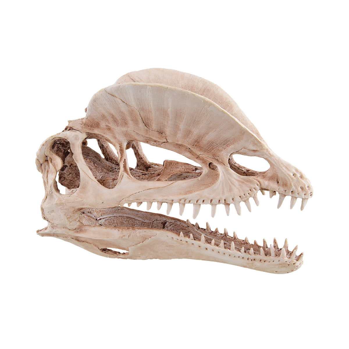 Dinosaur Skull Anatomy