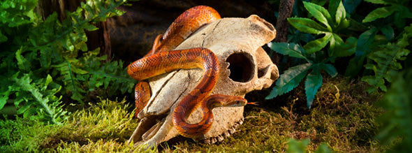 Exo Terra Buffalo Skull Hideout - Grandville, MI - Blue Fish Aquarium