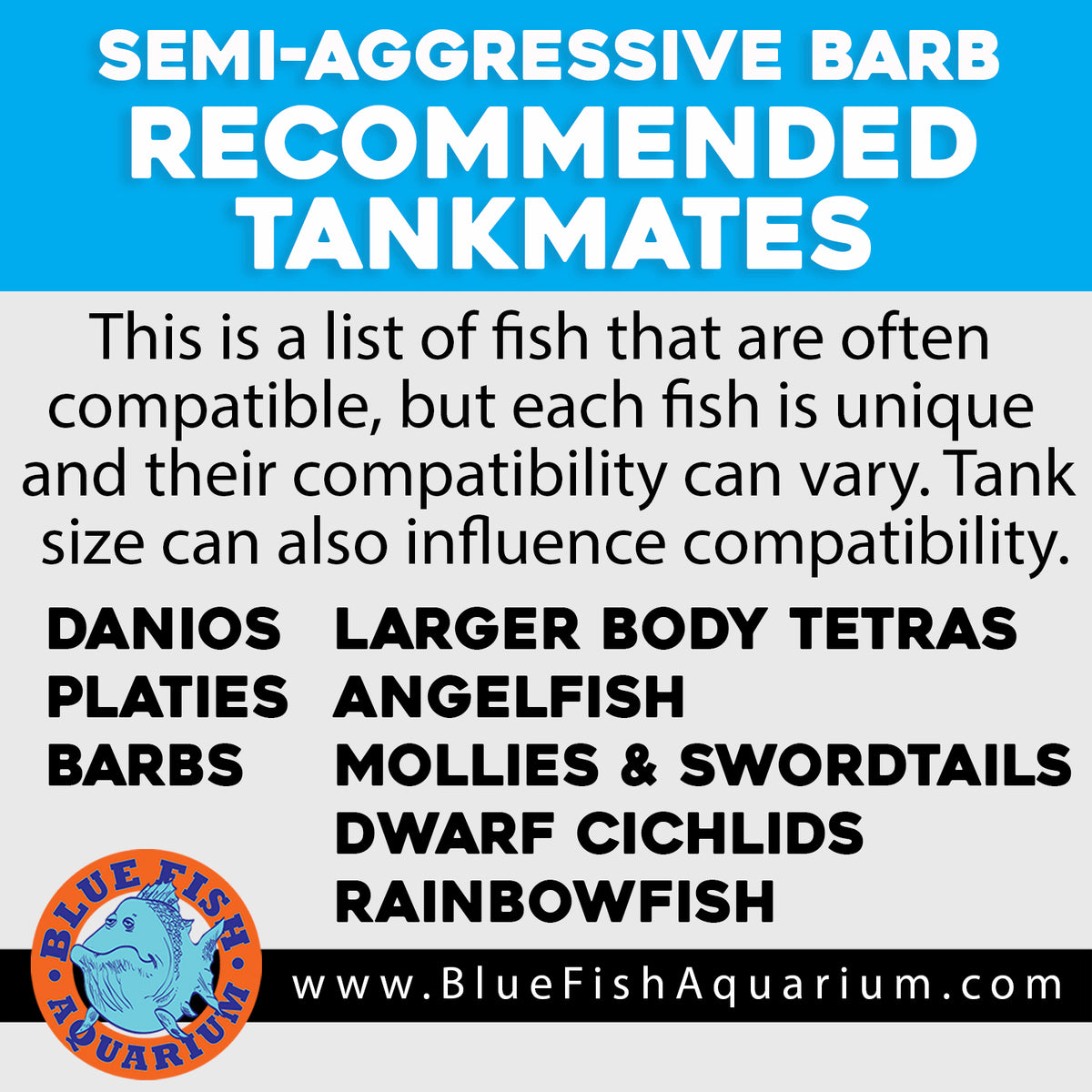 Neon Rosy Barb Pair - Regular